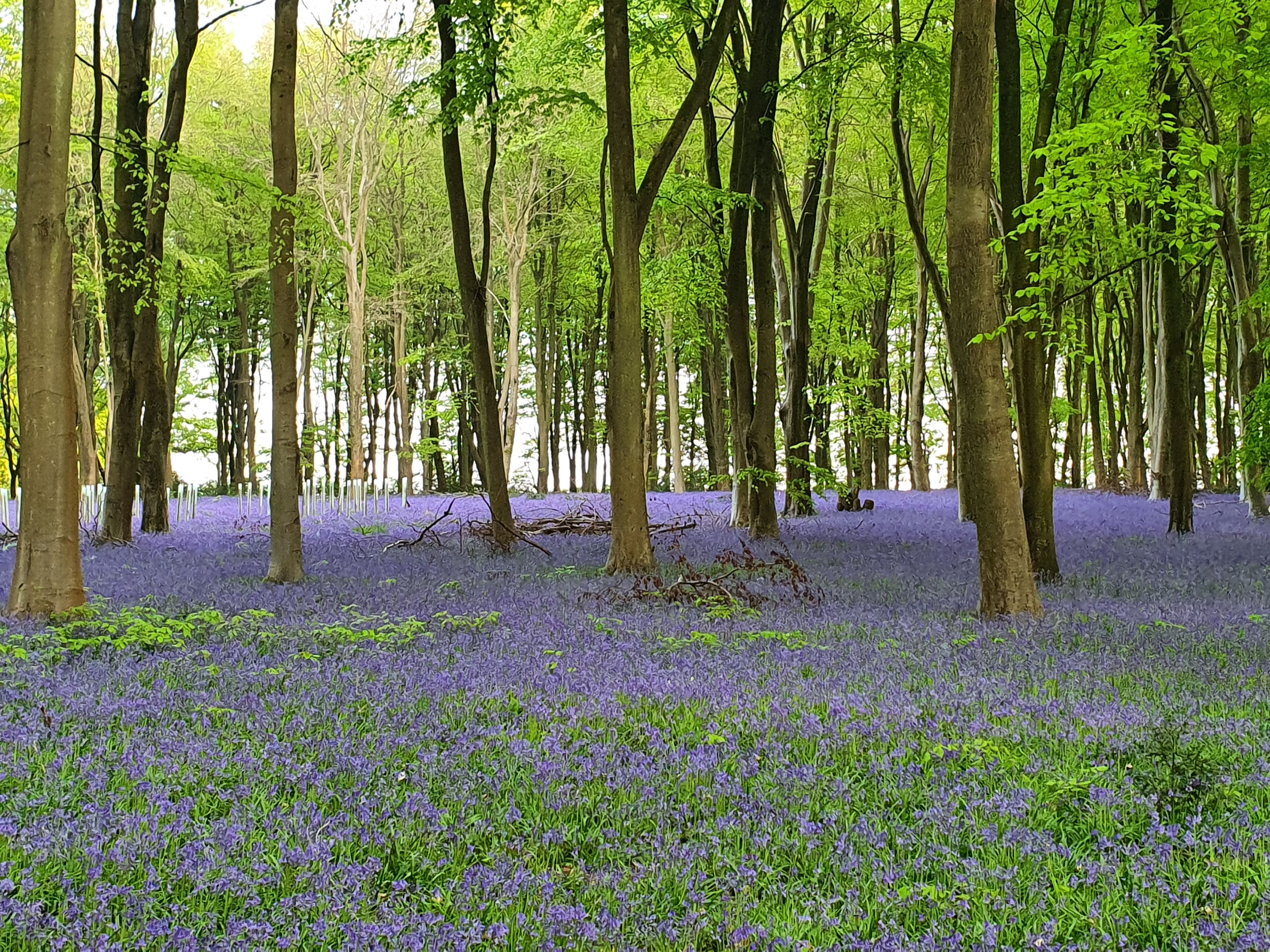 A Lockdown walk to see the Micheldever bluebells | Patrick Leigh Fermor